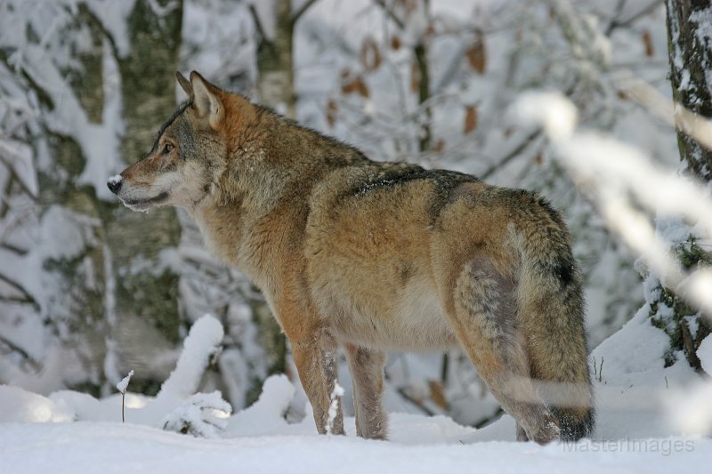 Restore the Adirondack Wolf | Essex on Lake Champlain